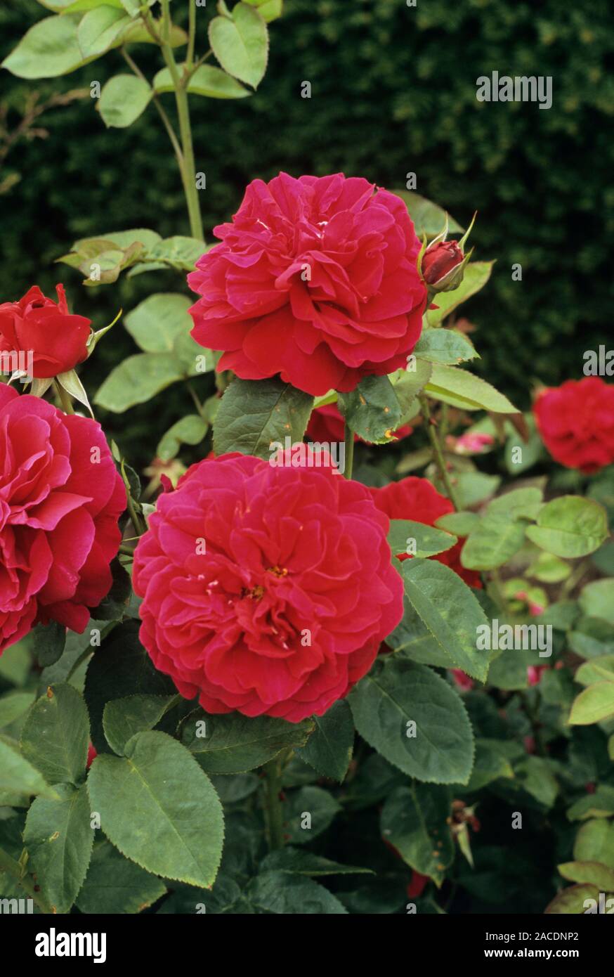 Roses (Rosa 'LD Braithwaite' Stock Photo - Alamy