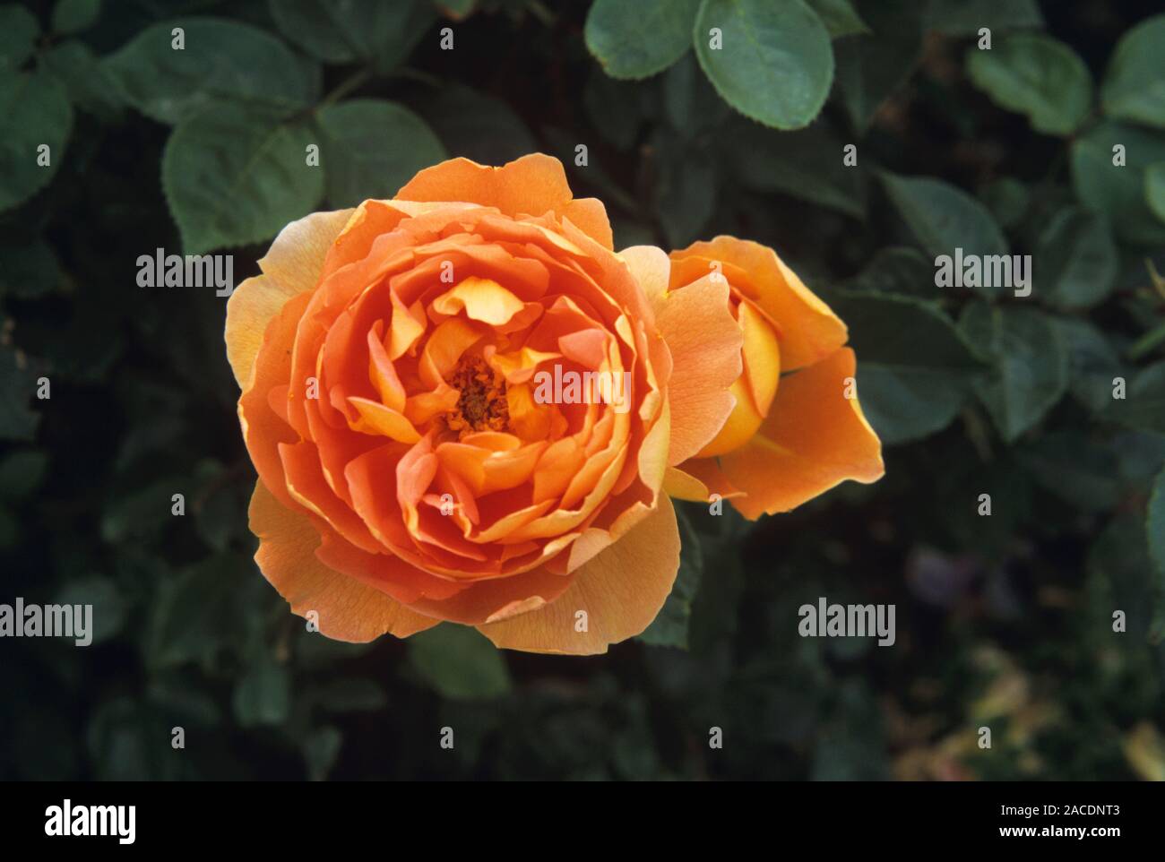 Rose (Rosa 'Pat Austin' Stock Photo - Alamy