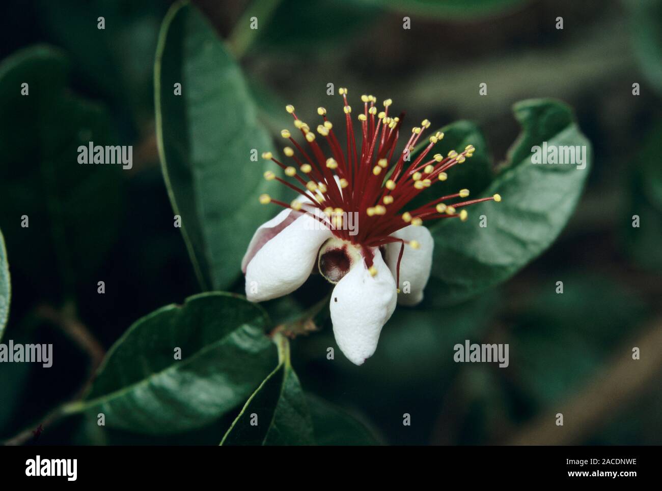 Pineapple guava (Feijoa sellowiana) flower Stock Photo - Alamy