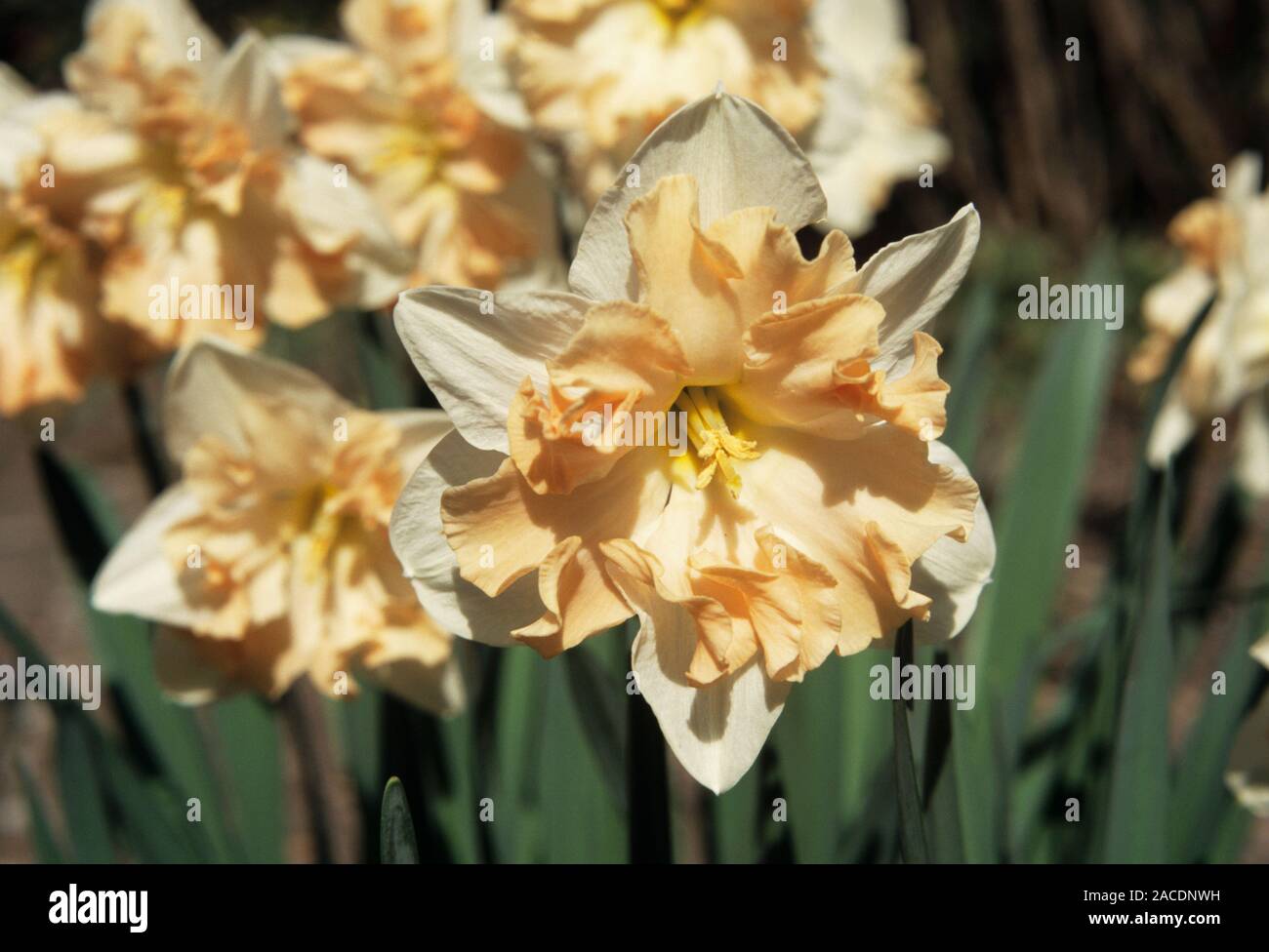 Daffodil (Narcissus 'Rosado') flowers Stock Photo - Alamy