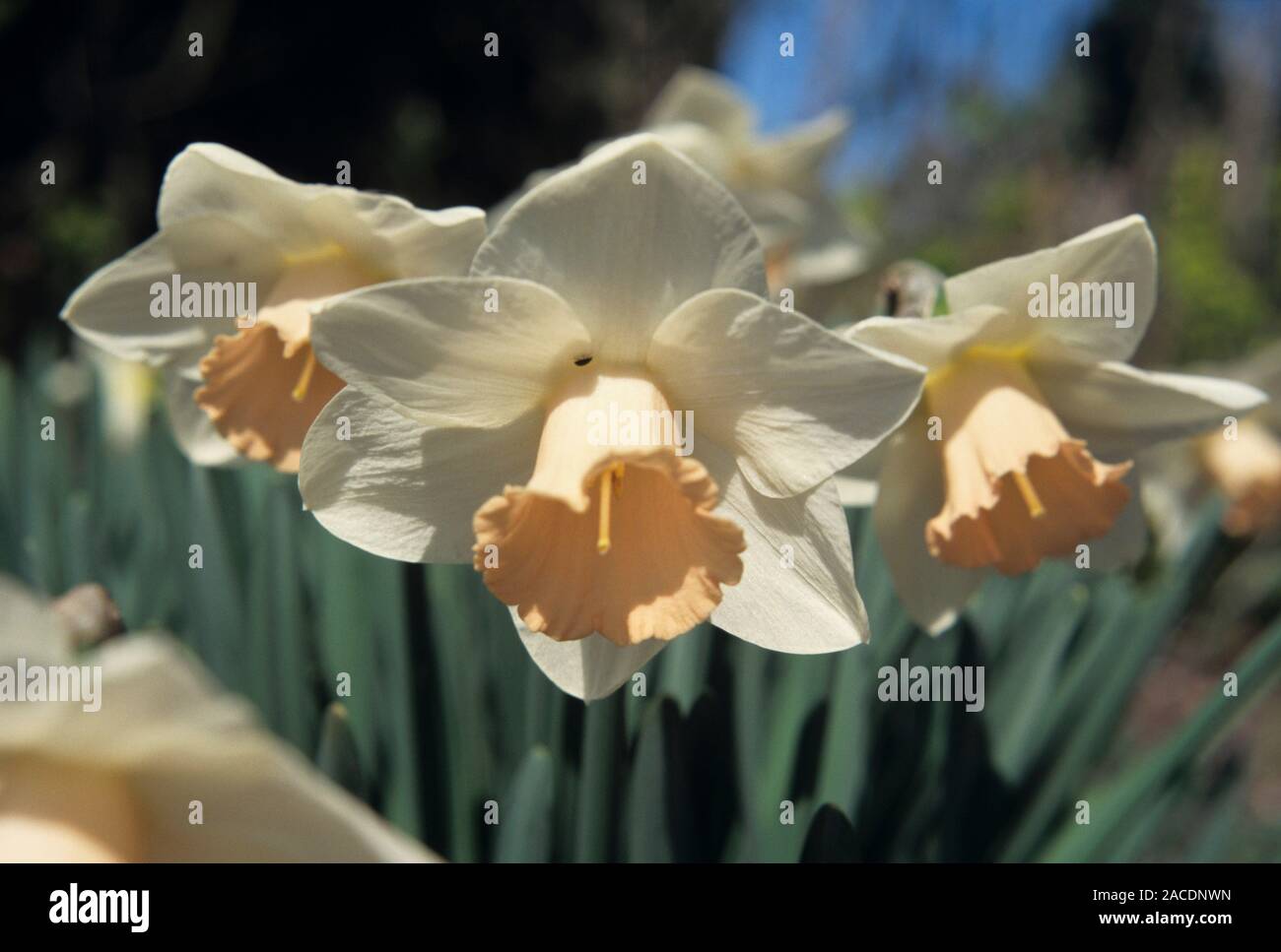 Daffodil (Narcissus 'Sarah') flowers Stock Photo - Alamy