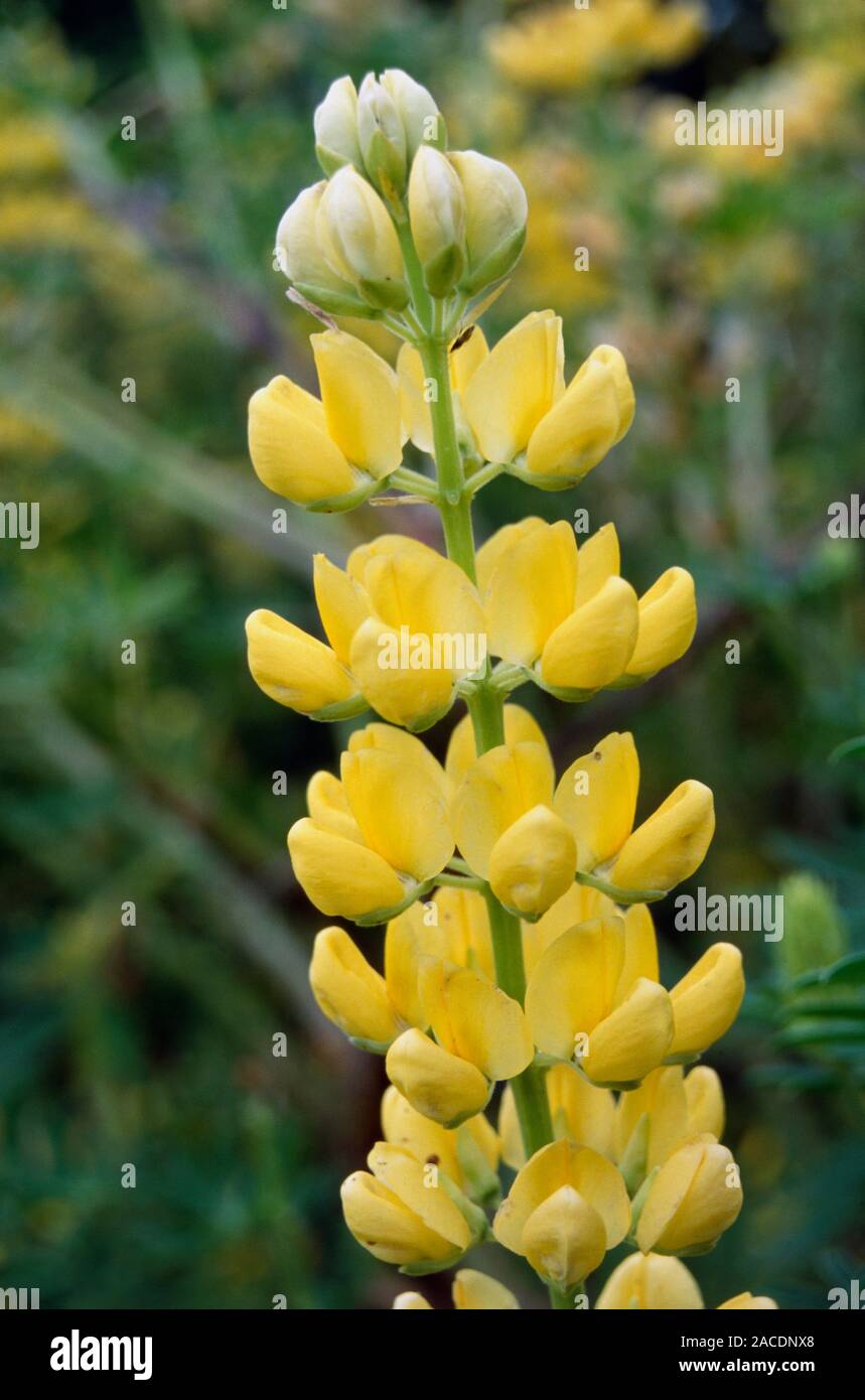 Tree lupin (Lupinus arborea) in a garden in June. Photographed in ...