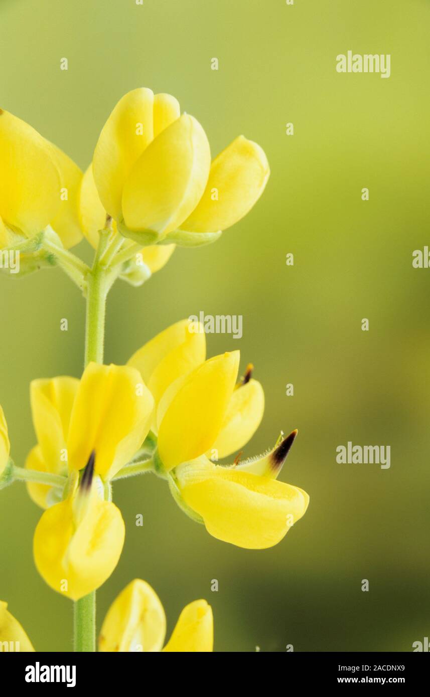 Tree lupin (Lupinus arborea) in a garden in June. Photographed in ...