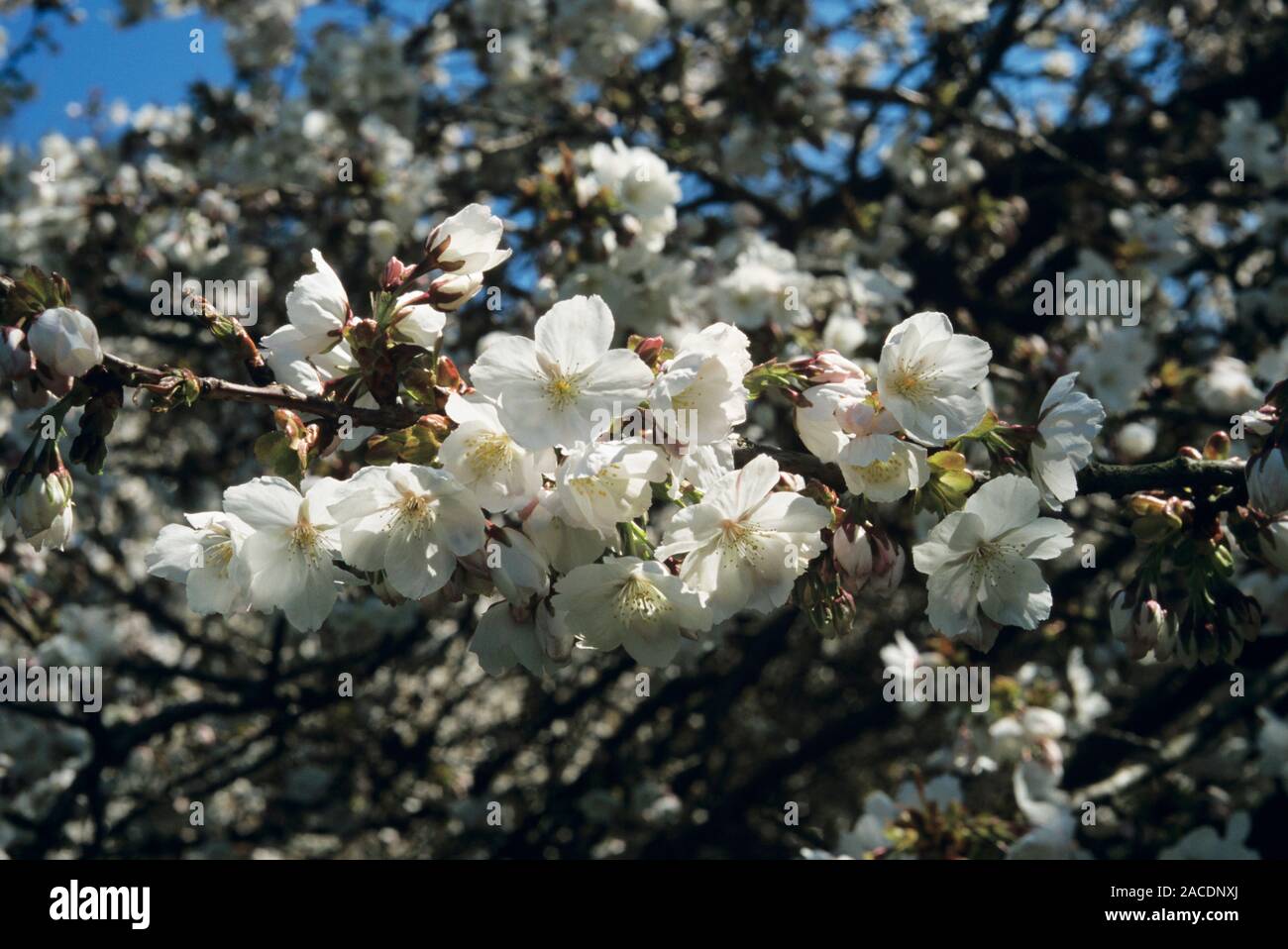 Great white cherry tree (Prunus 'Tai Haku') flowers Stock Photo - Alamy