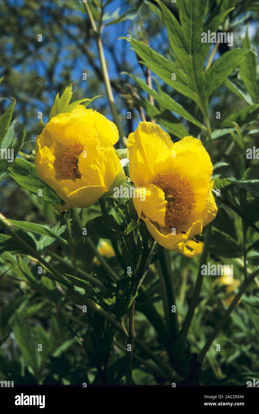 Tibetan peony (Paeonia delavayi 'Lutea') flowers Stock Photo - Alamy
