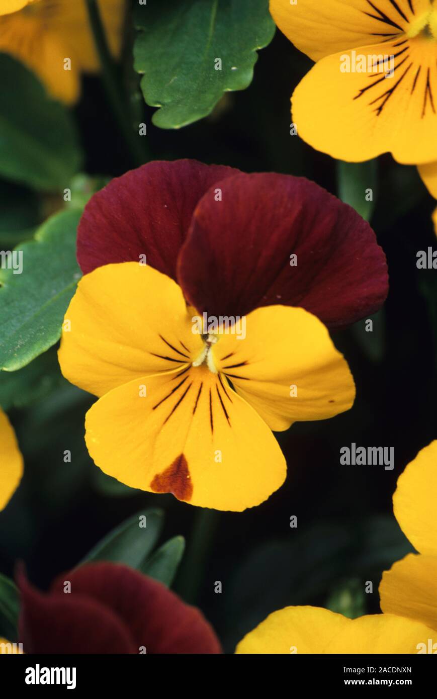 Pansy flowers (Viola sp.) in a garden in June. Photographed in ...