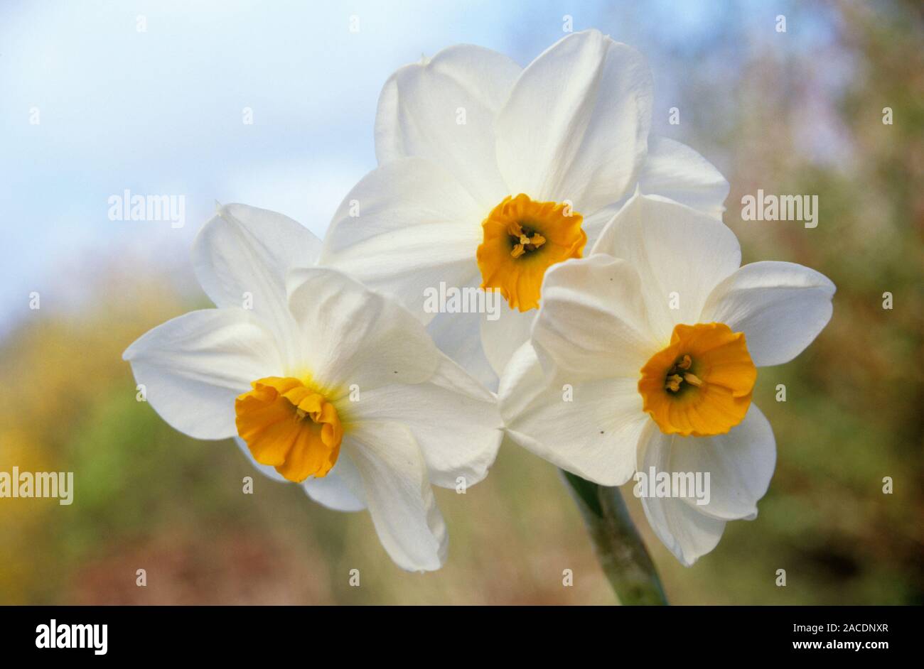 Daffodil flowers (Narcissus 'Geranium') in a garden in April ...