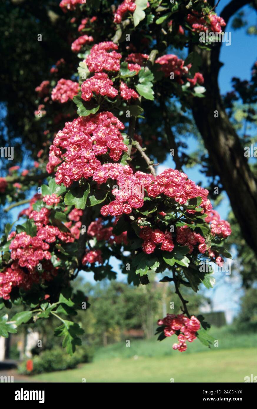Hawthorn (Crataegus sp.) flowers Stock Photo - Alamy