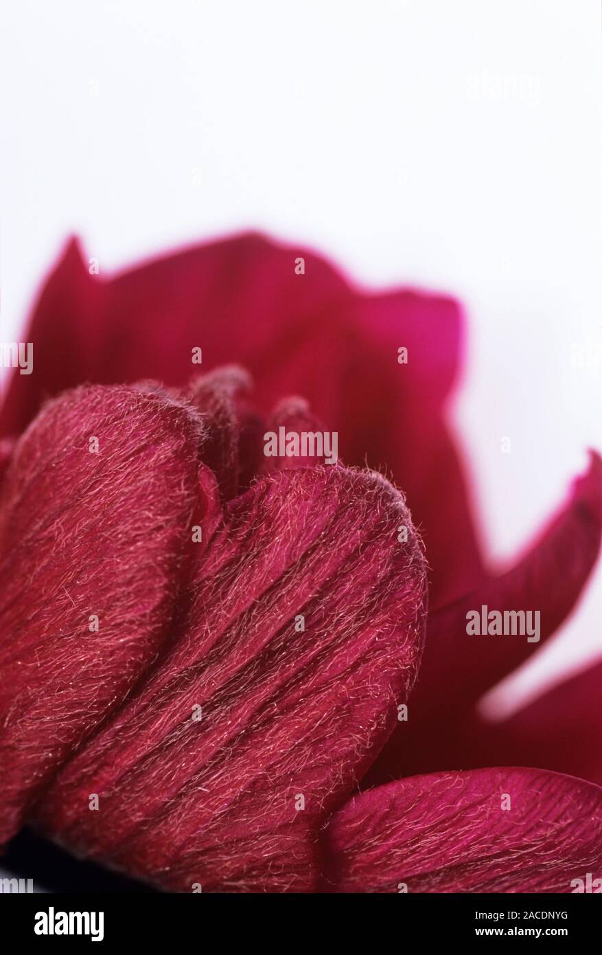 Anemone (Anemone sp.). Close-up of anemone petals Stock Photo - Alamy