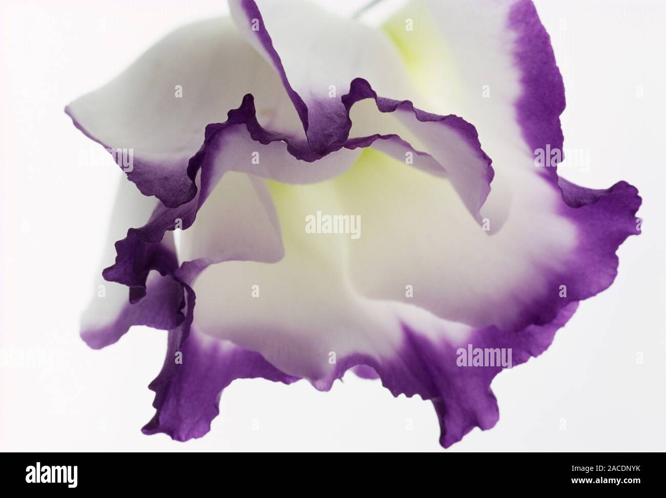 Lisianthus (Eustoma sp.) flower Stock Photo - Alamy