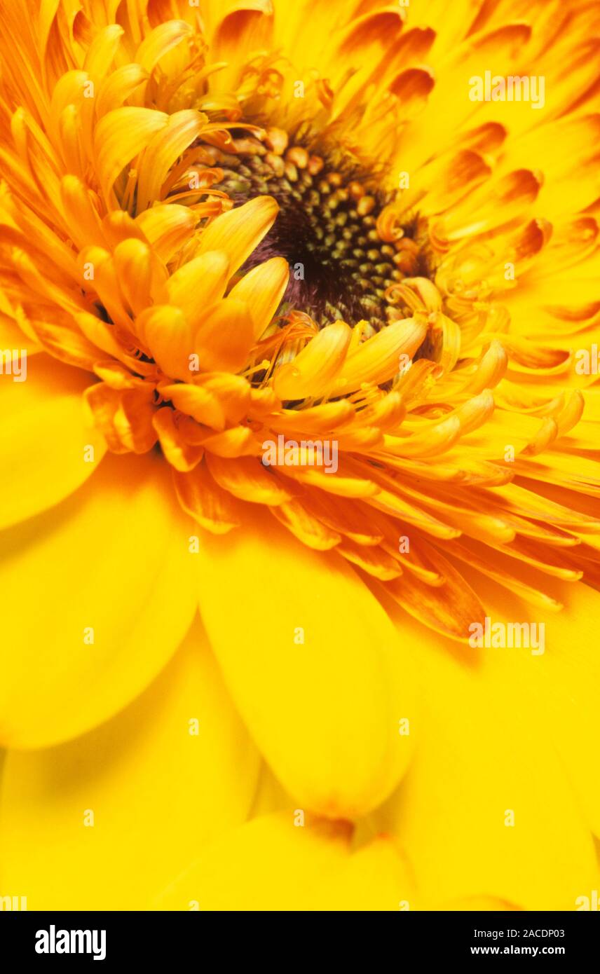 Gerbera (Gerbera sp.) flower Stock Photo - Alamy