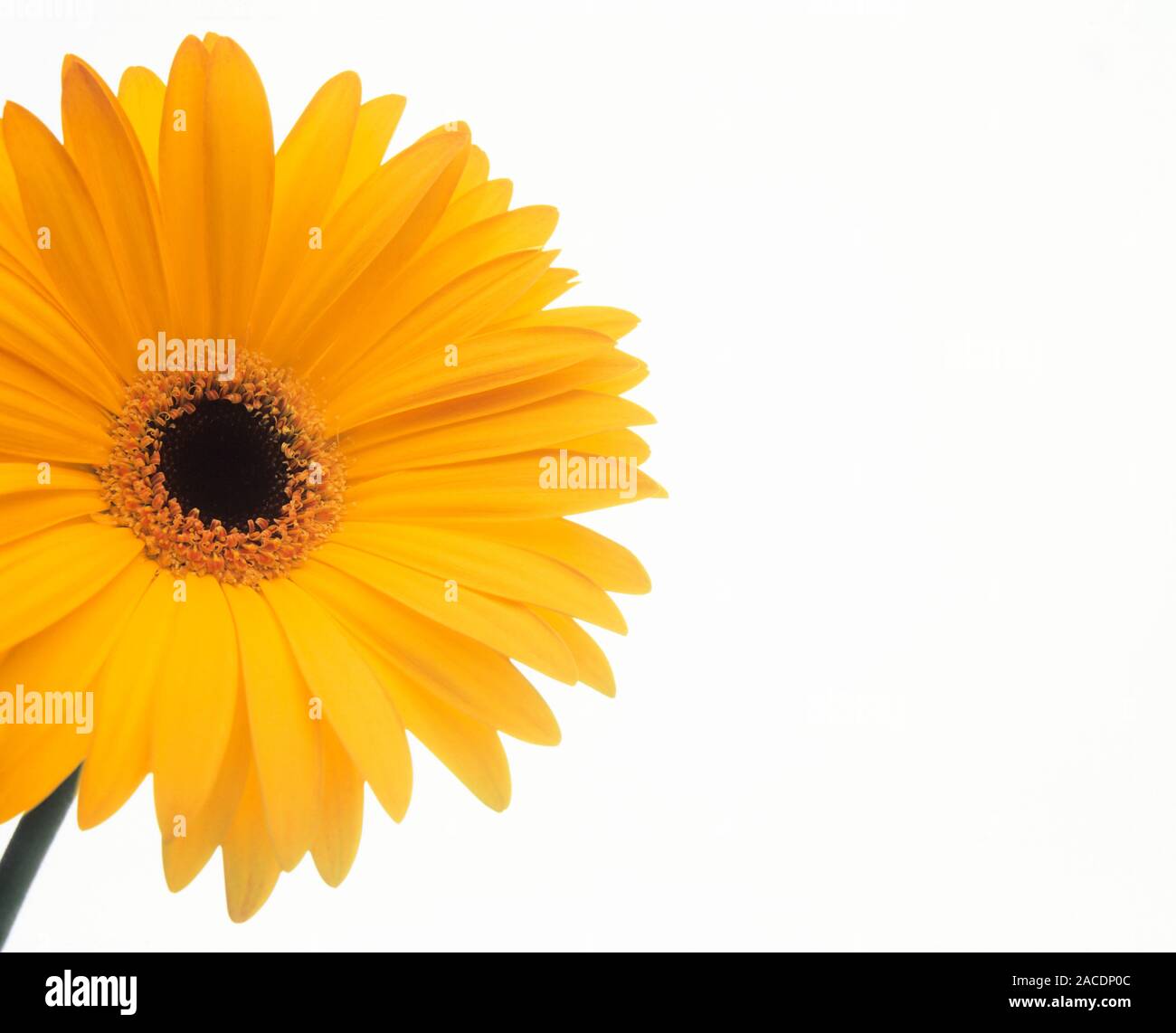 Gerbera (Gerbera sp.) flower Stock Photo - Alamy