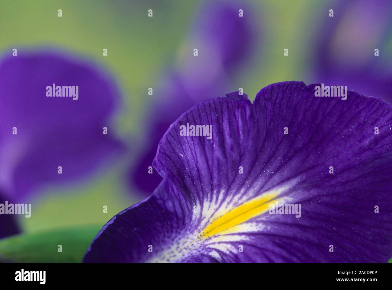 Iris flowers (Iris xiphioides). Photographed in the Pyrenees Stock ...