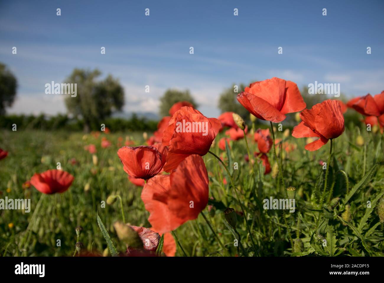 High highs hi-res stock photography and images - Alamy