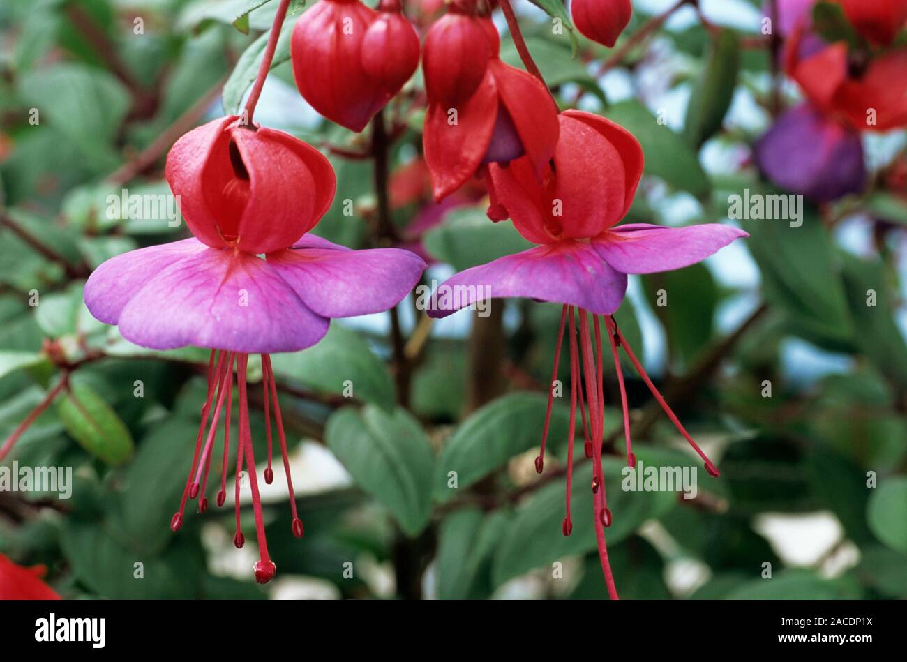 Fuchsia (Fuschia 'Swanley Gem') flowers Stock Photo - Alamy