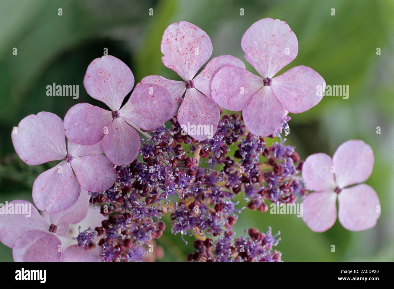 Hydrangea (Hydrangea serrata 'Bluebird' Stock Photo - Alamy