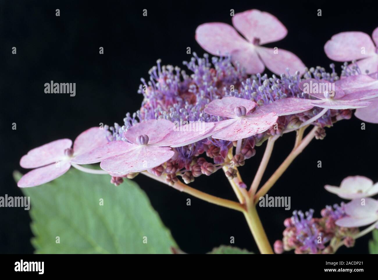 Hydrangea (Hydrangea serrata 'Bluebird' Stock Photo - Alamy