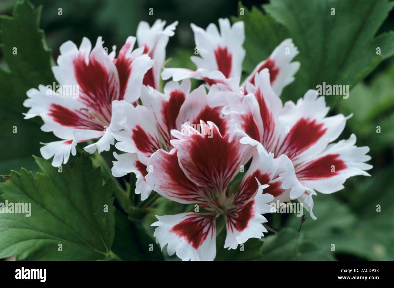 Regal geranium (Pelargonium 'Frilled Aztec') flowers Stock Photo - Alamy