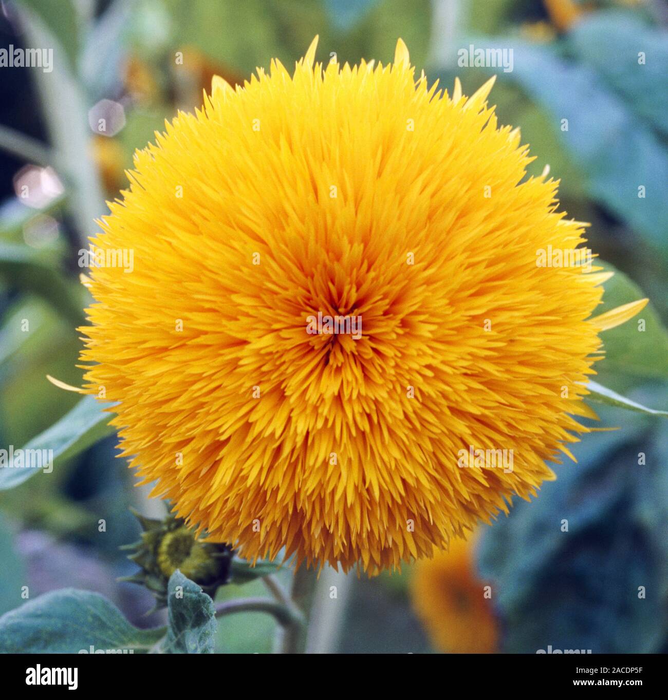 Sunflower (Helianthus sp.) bud Stock Photo - Alamy