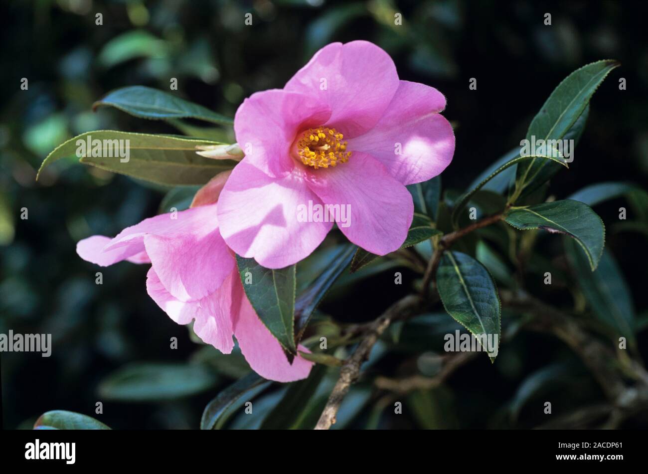 Camellia (Camellia salvenensis) flowers. Camellias are evergreen trees ...