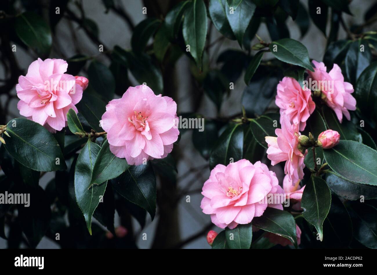 Camellia (Camellia cuspidata 'Spring Festival') flowers. Camellias are ...