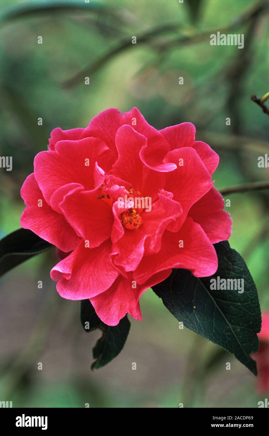 Camellia (Camellia reticulata 'Captain Rawes') flower. Camellias are ...