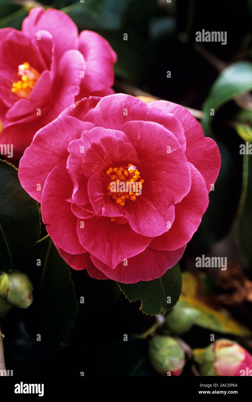Camellia (Camellia japonica 'Akashigata') flowers. Camellias are ...