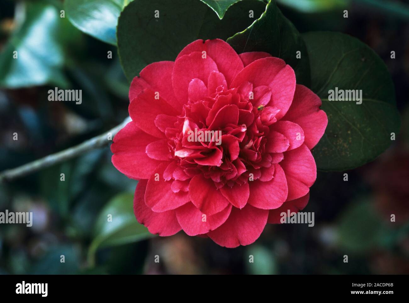 Camellia (Camellia japonica 'Anemoniflora') flower. Camellias are ...
