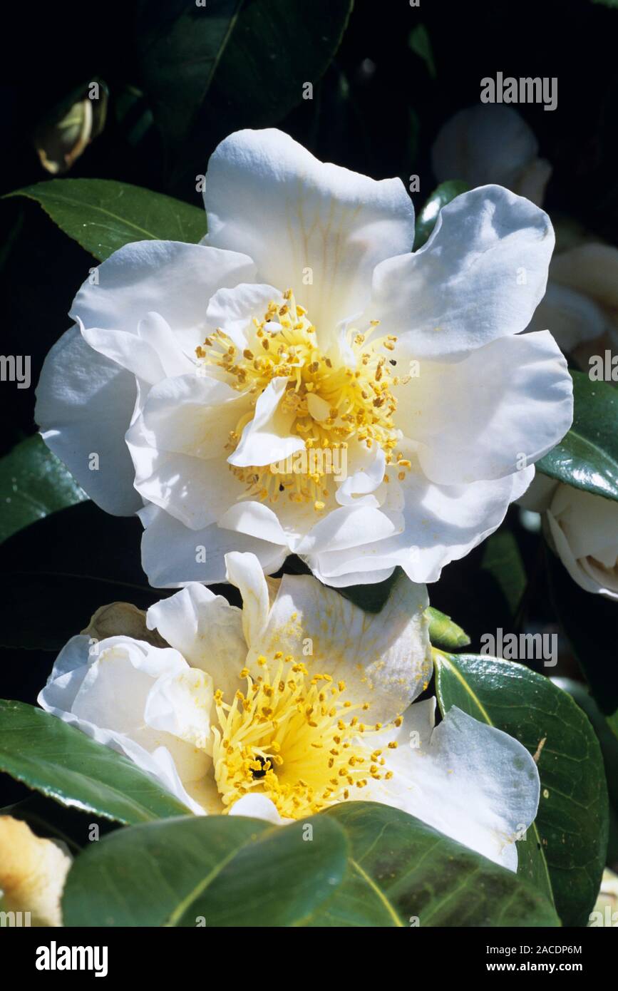 Camellia (Camellia japonica 'Lulu Belle') flowers. Camellias are ...