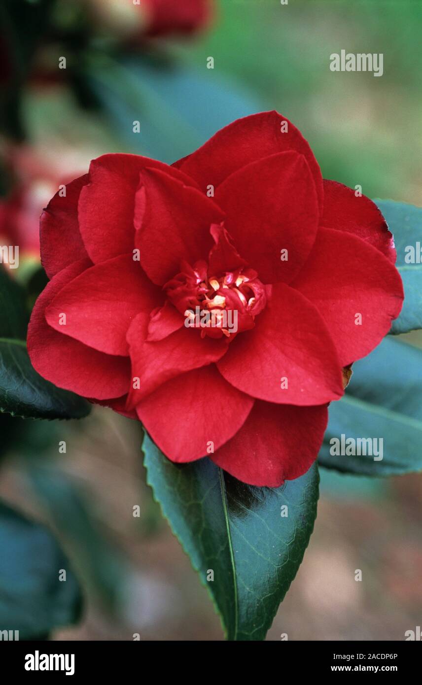 Camellia (Camellia japonica 'Midnight') flower. Camellias are evergreen ...