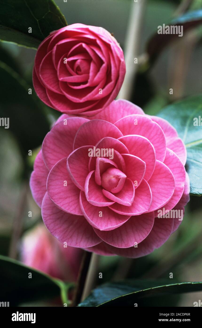 Camellia (Camellia japonica 'Sugar Babe') flowers. Camellias are ...