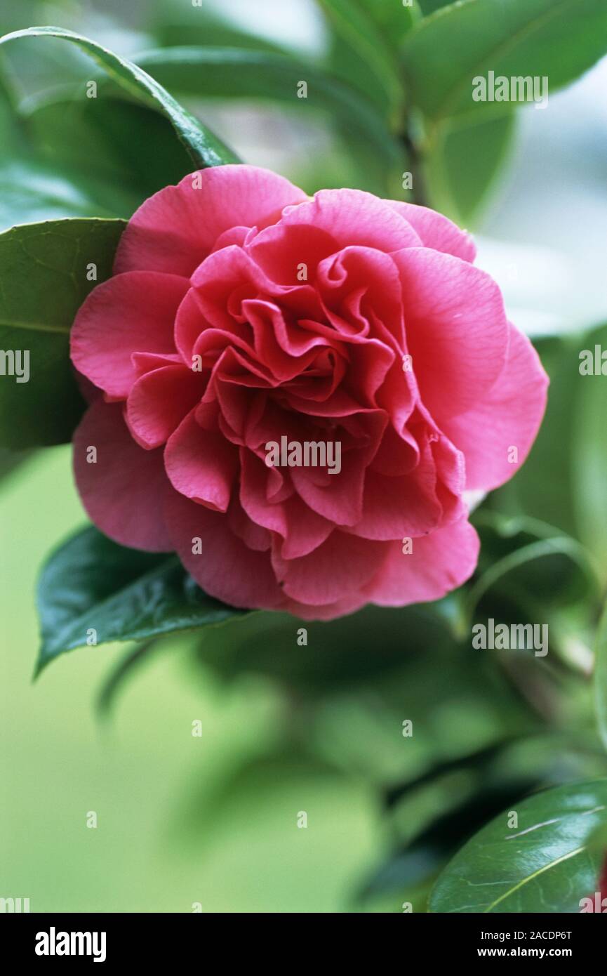 Camellia (Camellia japonica 'Tomorrow') flower. Camellias are evergreen ...