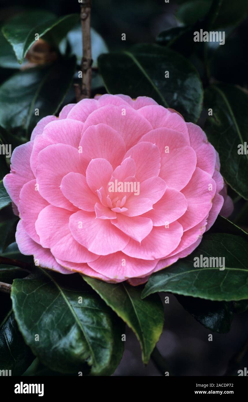 Camellia (Camellia x williamsii 'E G Waterhouse') flower. Camellias are ...