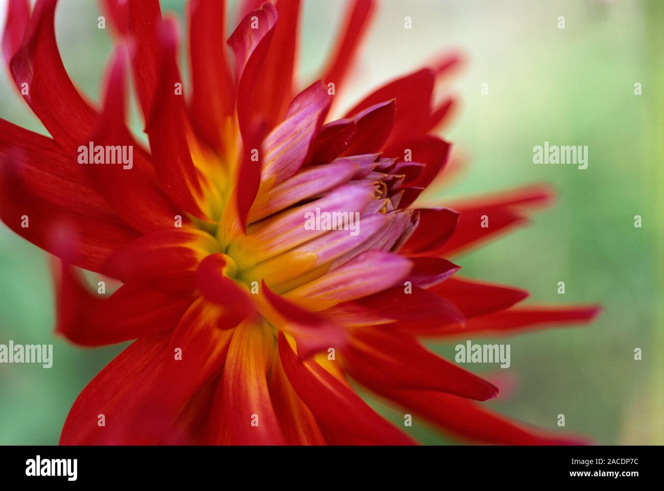 Dahlia (Dahlia 'Bora Bora') flower. This tuberous perennial is a native ...