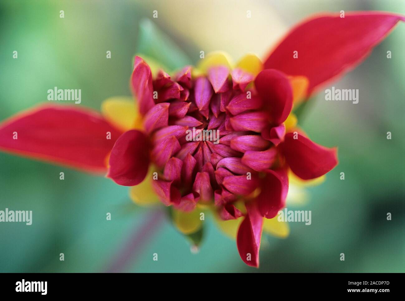 Dahlia (Dahlia 'Bora Bora') flower. This tuberous perennial is a native ...