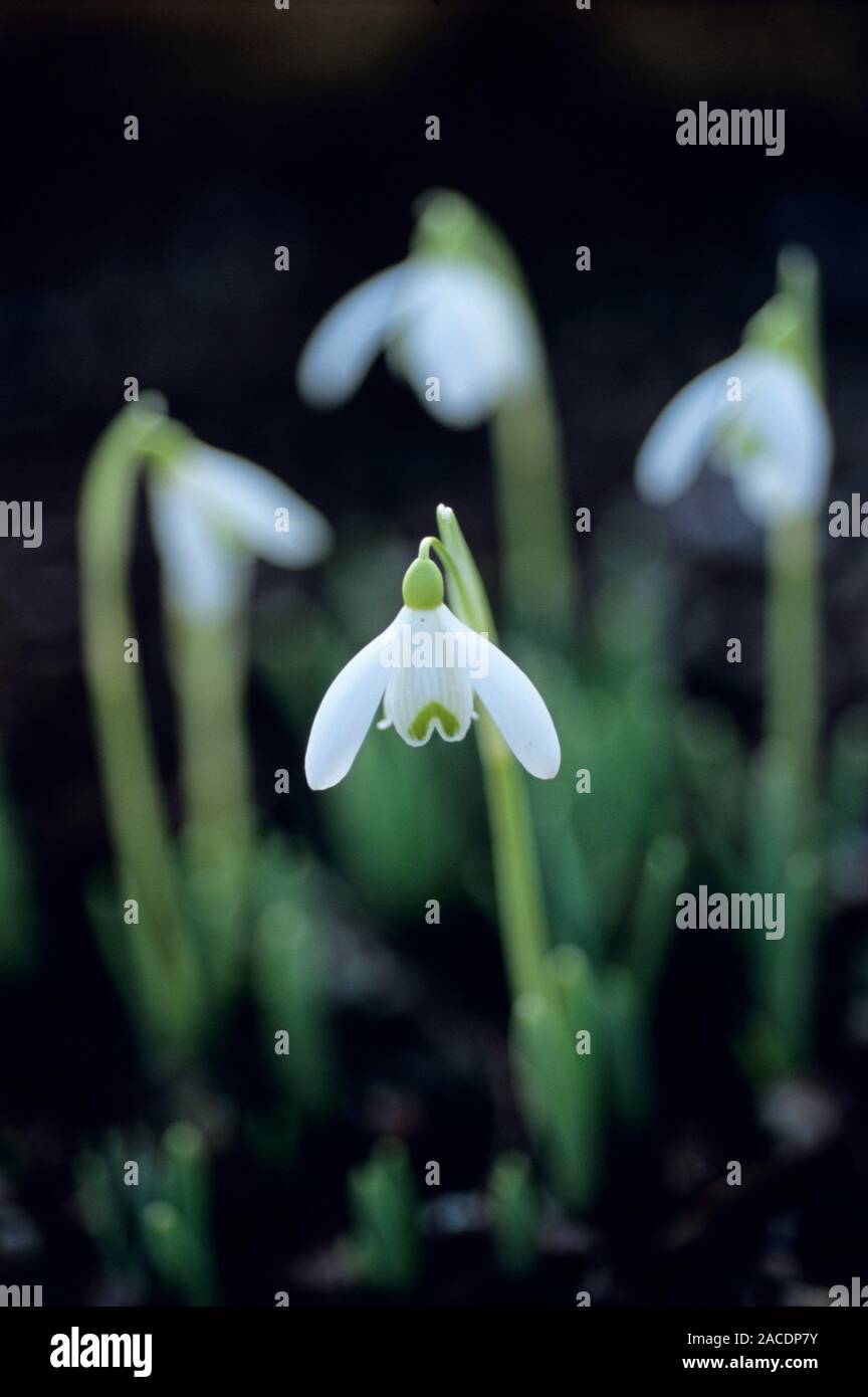 Common snowdrop (Galanthus nivalis). This perennial flowers in early ...