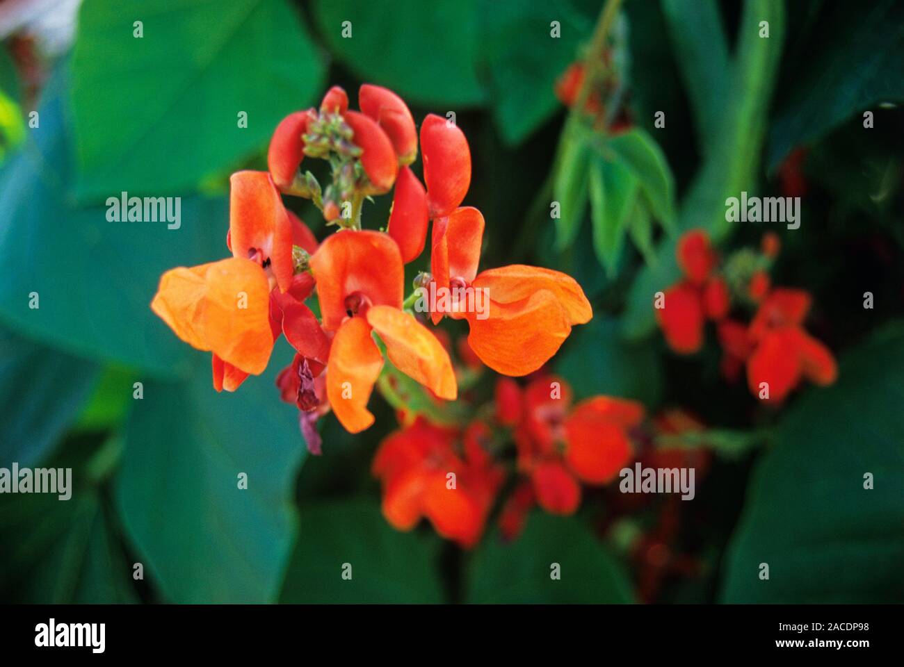 Runner bean flowers (Phaseolus coccineus Stock Photo - Alamy