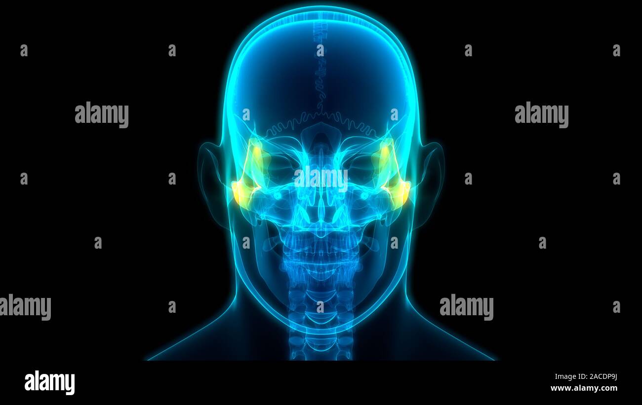 Human Skeleton System Skull Bone Joints Anatomy Stock Photo - Alamy