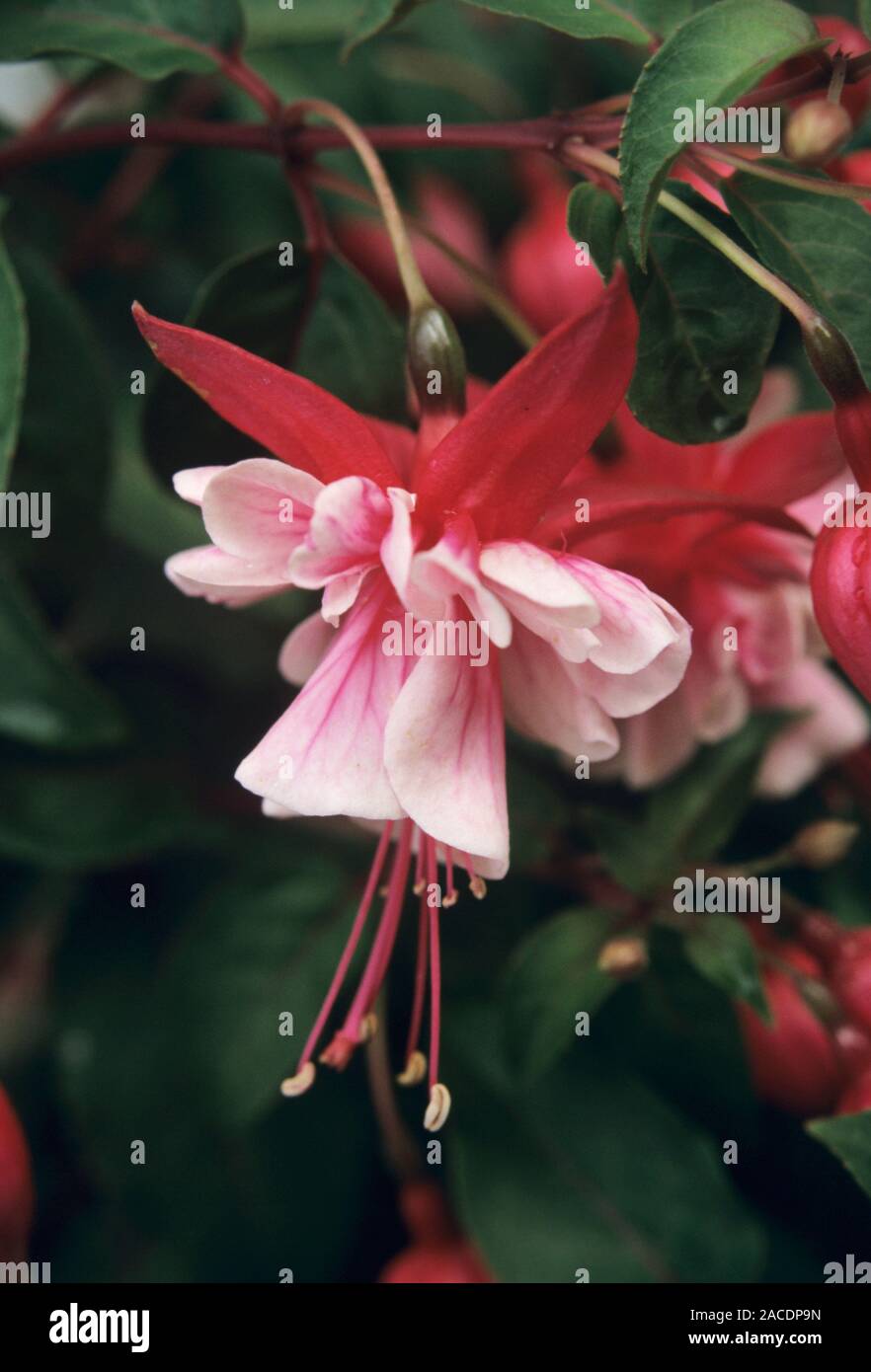 Fuschia flower (Fuchsia 'RAF' Stock Photo - Alamy