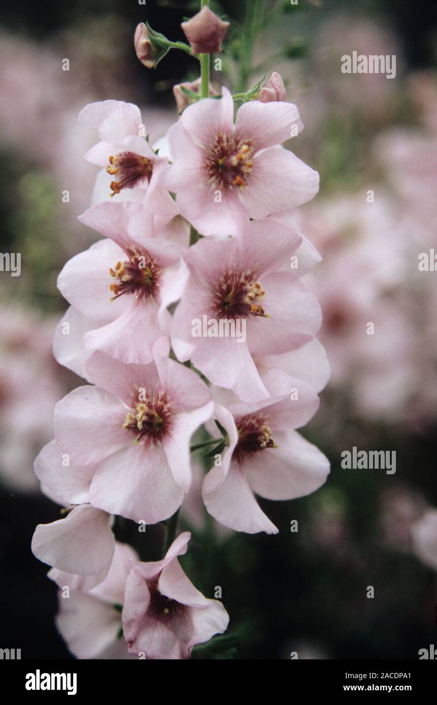 Verbascum (Verbascum 'Pink Kisses' Stock Photo - Alamy