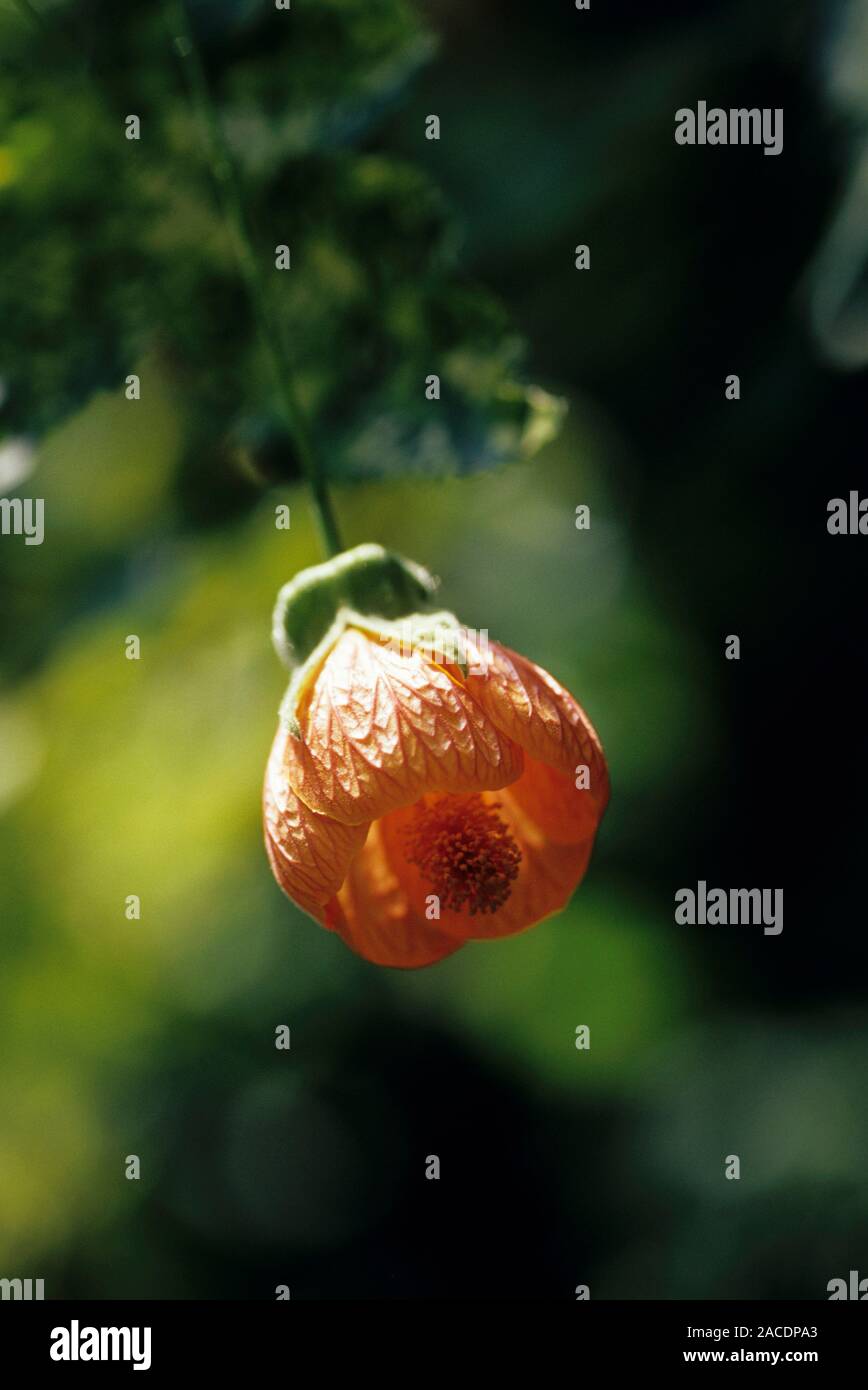 Flower of the flowering maple (Abutilon pictum 'Thompsonii ' Stock ...
