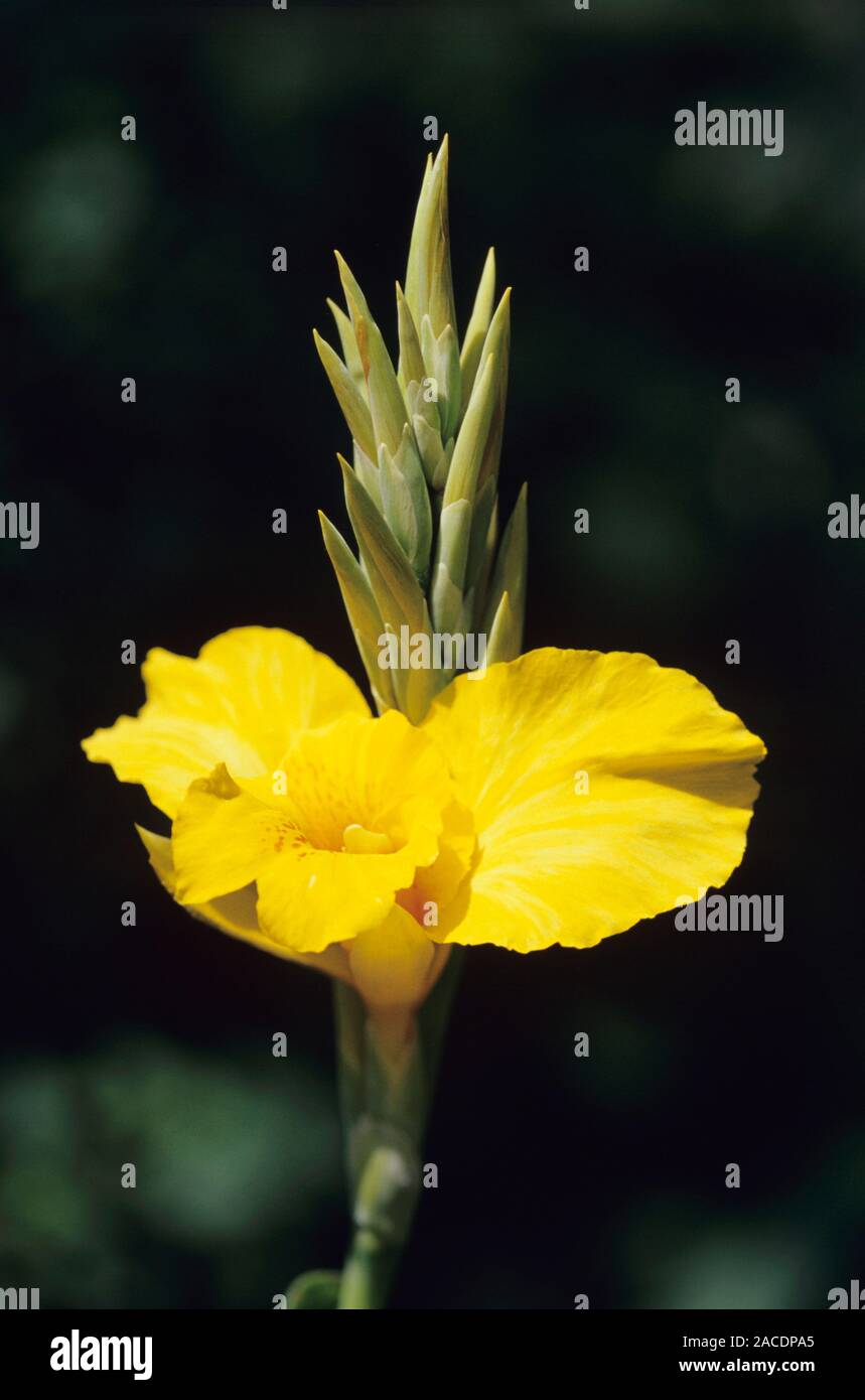Flower of the Indian shot plant (Canna 'King Midas' Stock Photo - Alamy