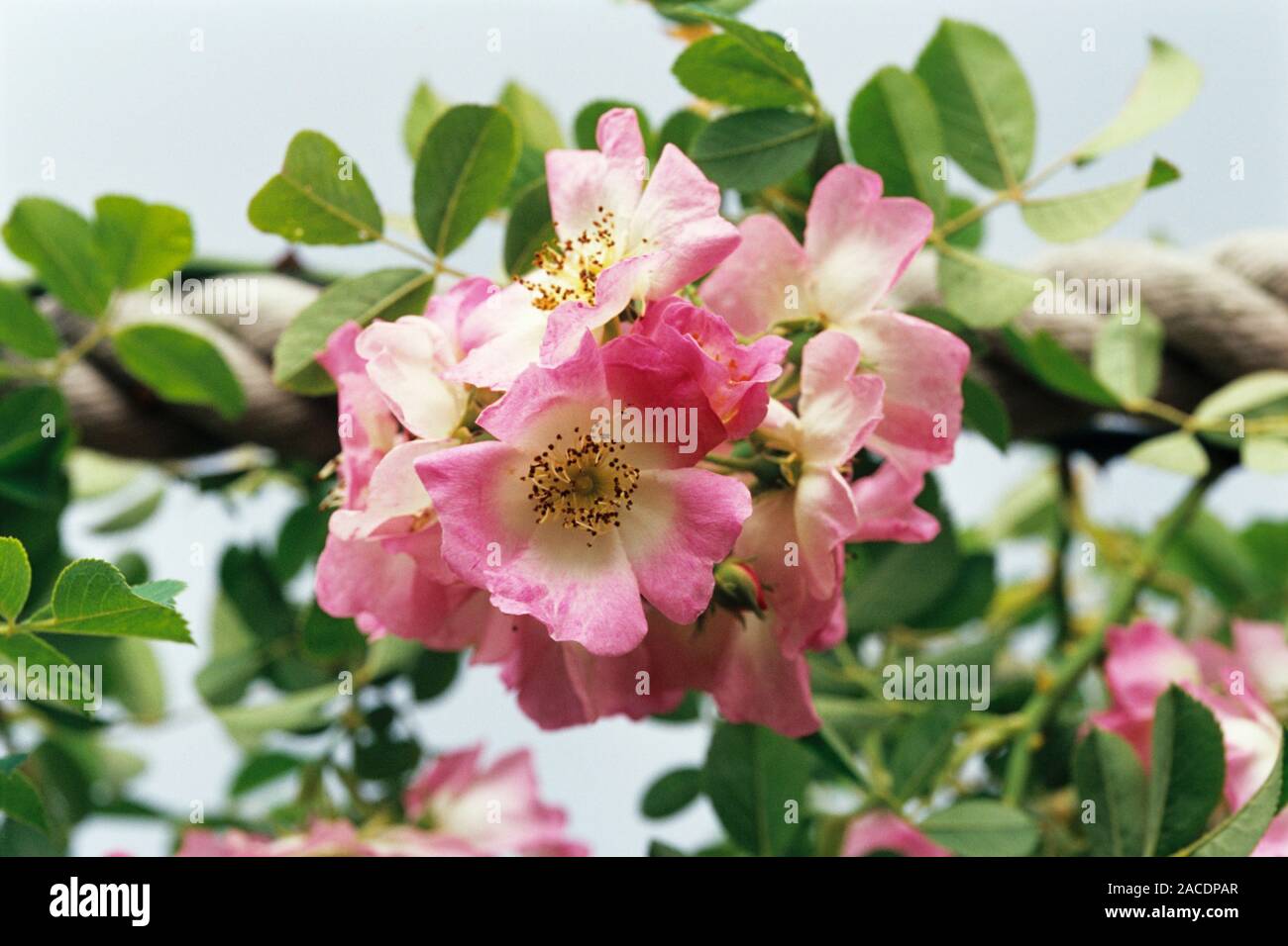Roses. Flowers of the climbing rose (Rosa 'Kew Rambler' Stock Photo - Alamy