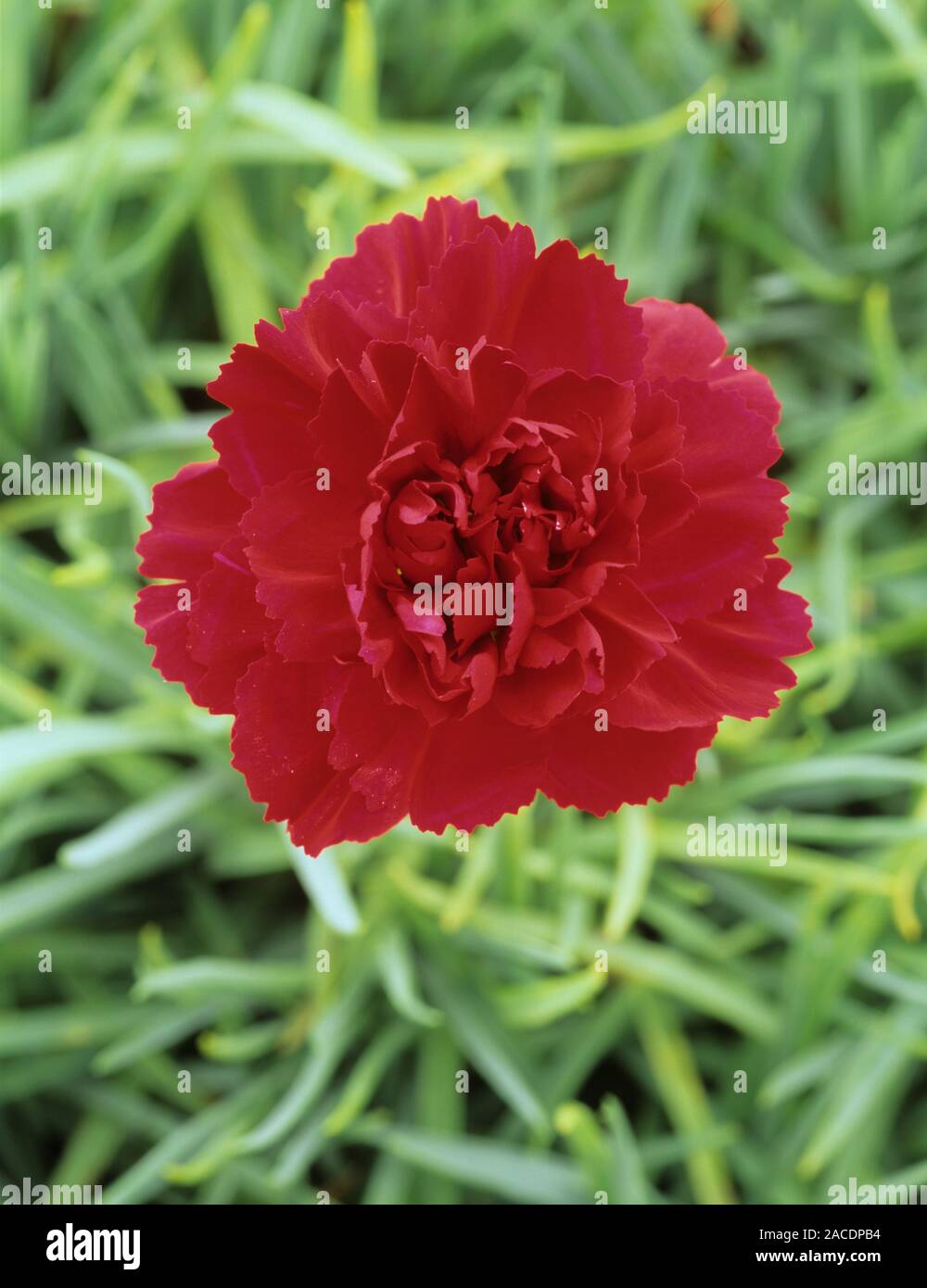 Carnation flower, Dianthus 'Cherry Pie' Stock Photo - Alamy
