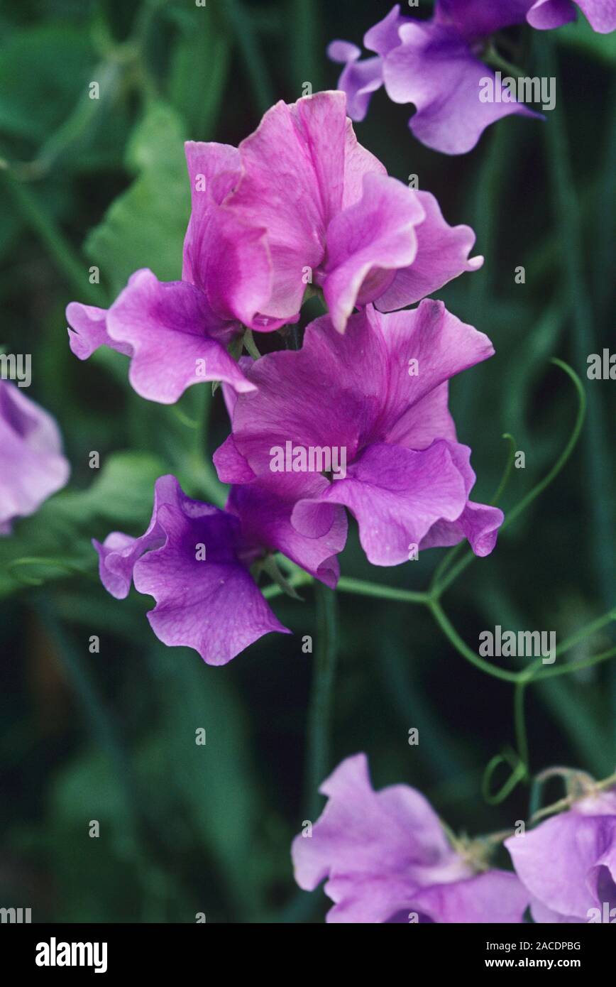 Sweet Pea (Lathyrus odoratus 'Lake Windermere') flowers Stock Photo - Alamy