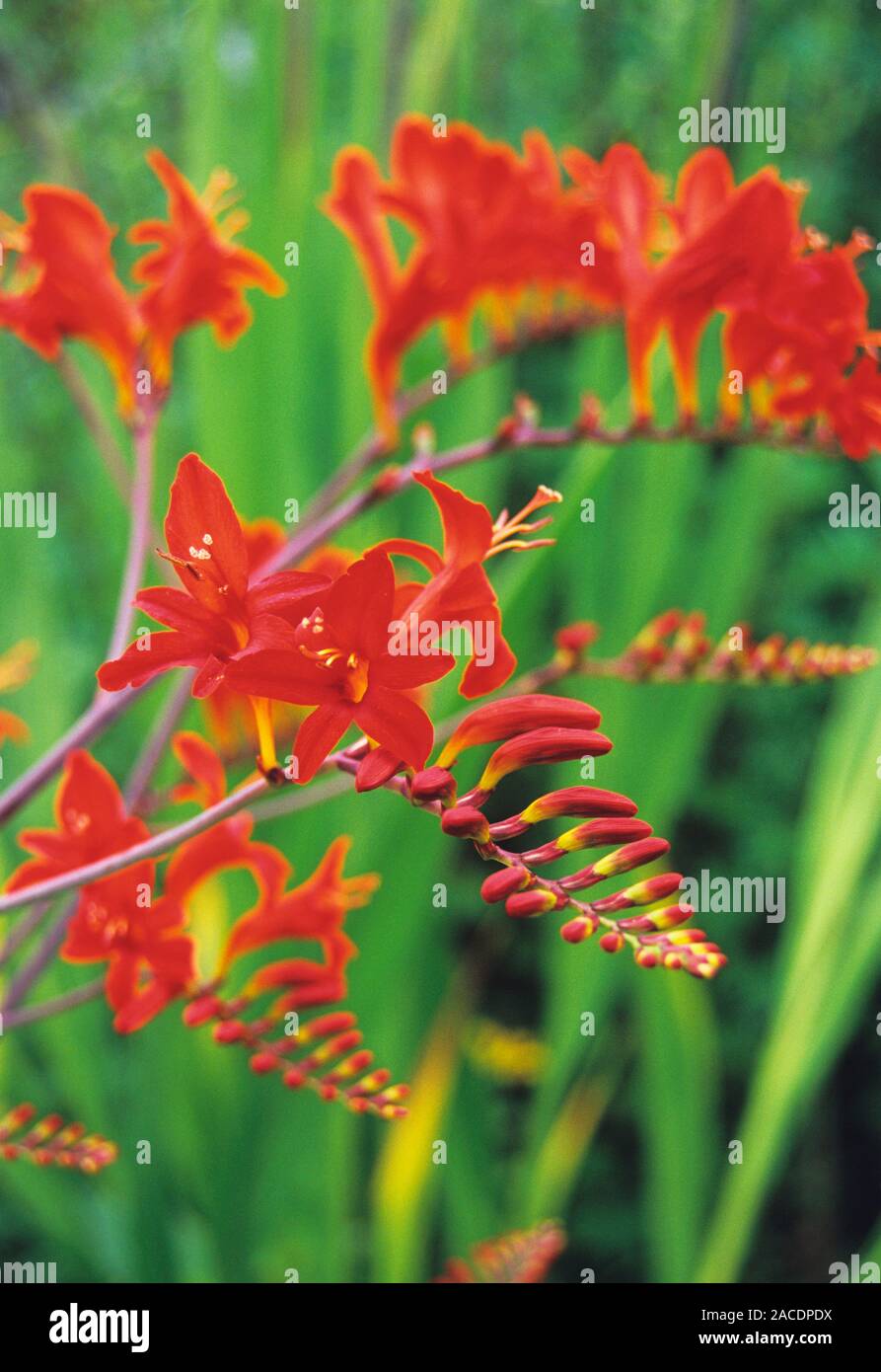 Montbretia (Crocosmia 'Lucifer') flowers Stock Photo - Alamy