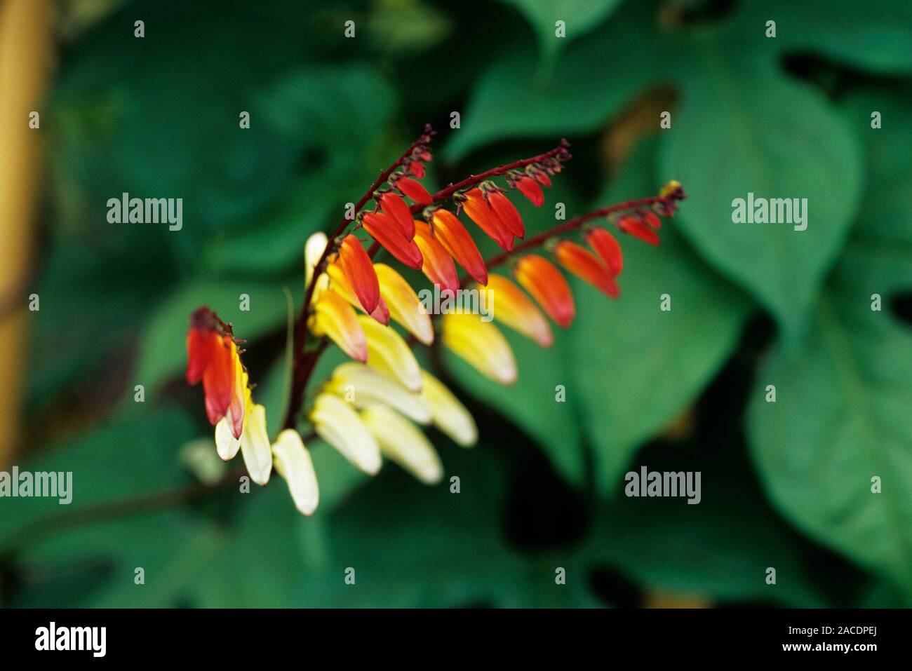 Spanish Flag (Ipomoea lobata) flowers Stock Photo - Alamy