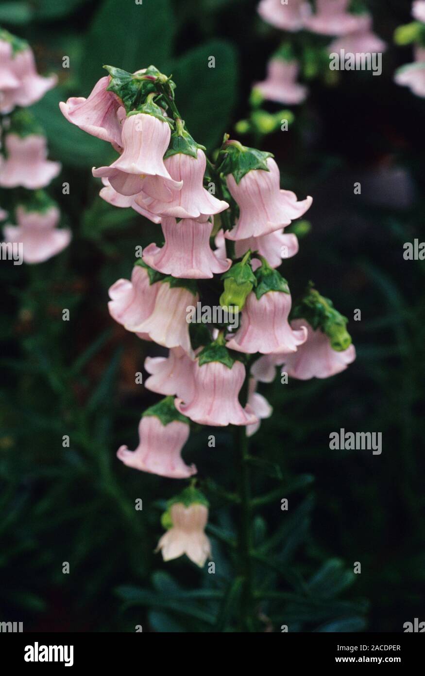 Azirona (A. vidalii) flowers. This plant is also know as Campanula ...