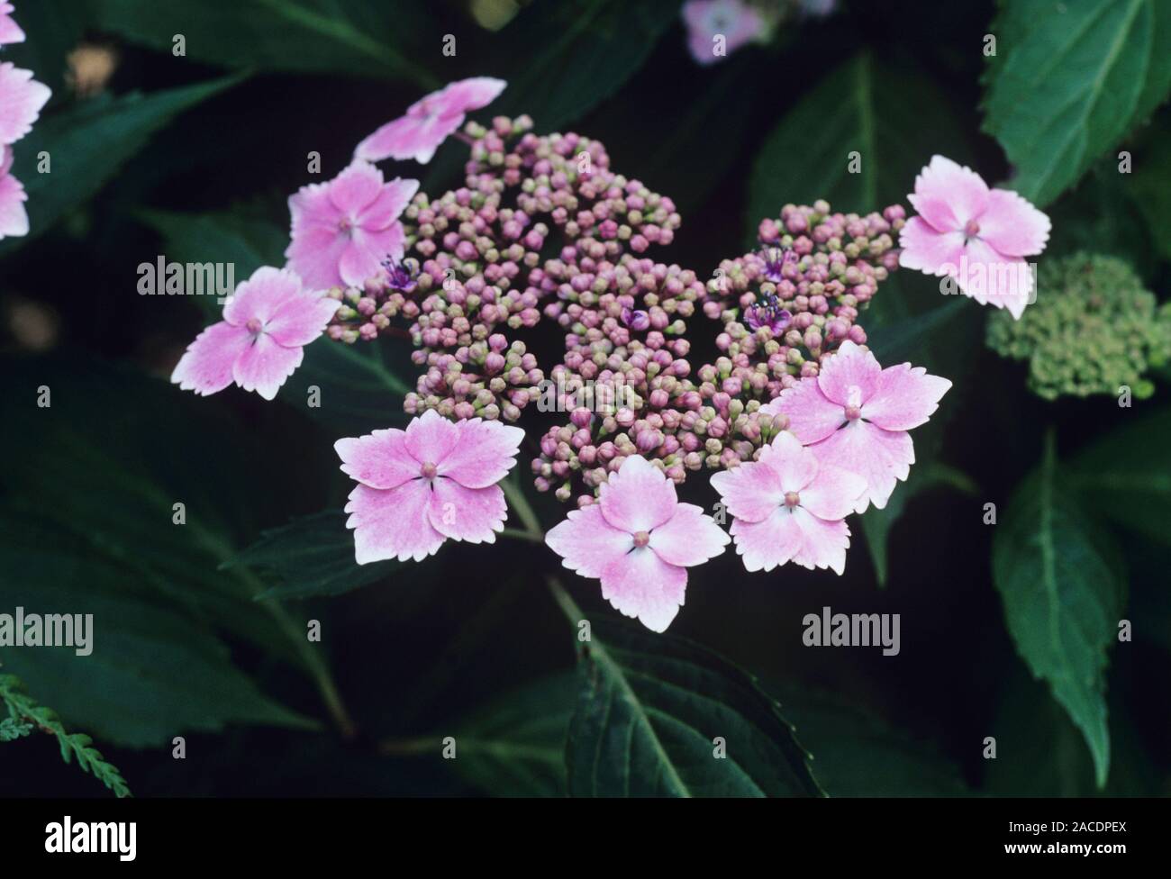 Hydrangea (Hydrangea sp.) flowers Stock Photo - Alamy