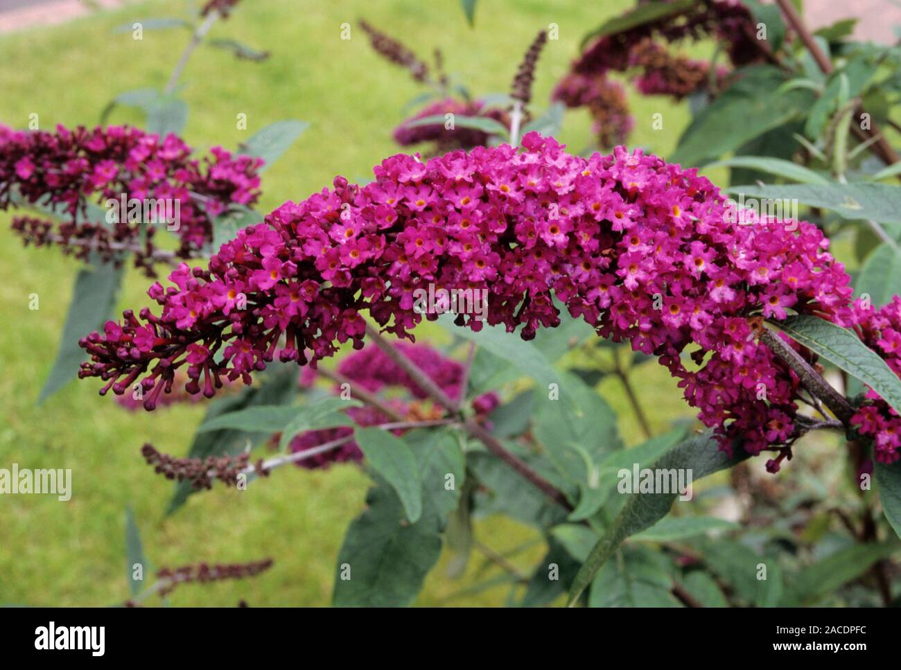 Butterfly bush (Buddleia davidii 'Royal Red') flowers. Photographed in ...